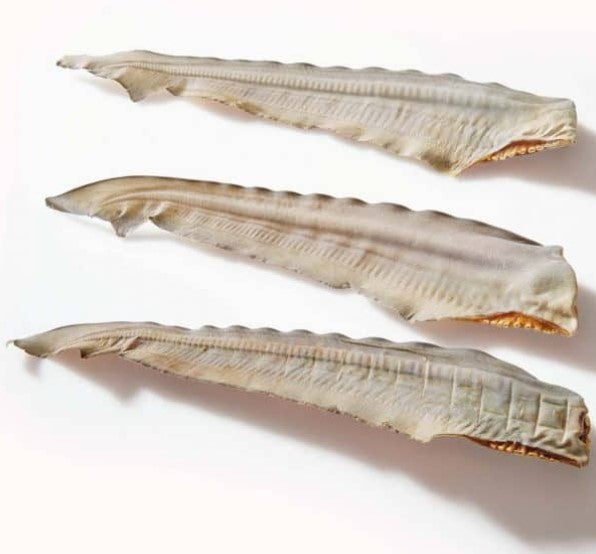 Shark Tail – Wholesome Paws